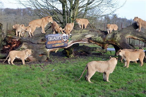 Longleat Estate, Safari and Christmas attractions